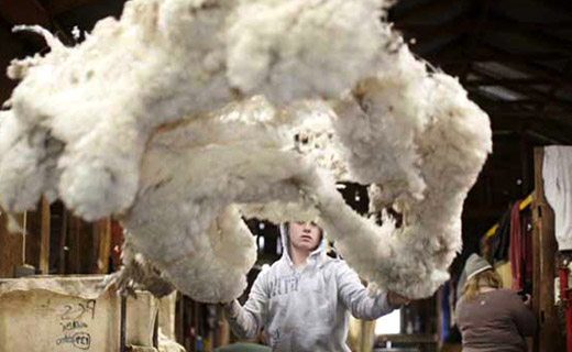 21 unique qualities of Australian Merino wool